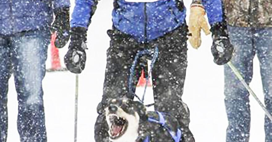 Skijoring, Fat Vasa on Sunday | News | moraminn.com