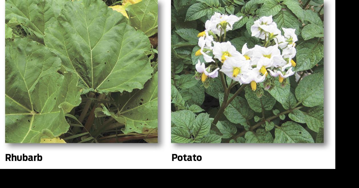 March Weed of the Month: Edible plants with poisonous parts | News ...