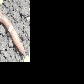 Jumping worms threaten gardens, forests | News | moraminn.com