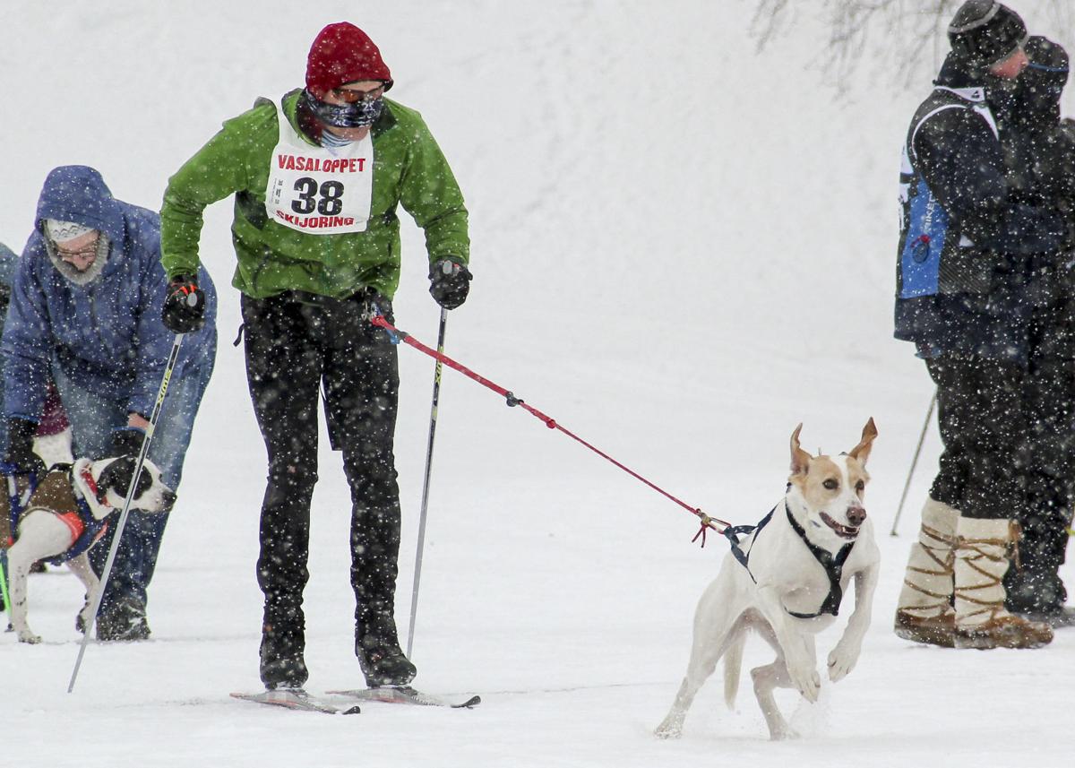 Skijor (10K and 4K) Sunday, Feb. 10, 2019 | Multimedia | moraminn.com