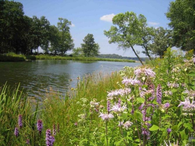 Natural Shorelines - How to Avoid a Rough Landing | | moraminn.com