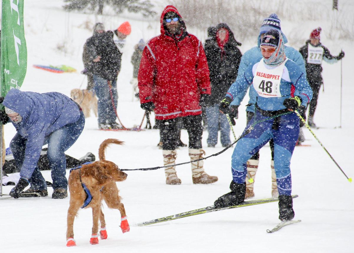 Skijor (10K and 4K) Sunday, Feb. 10, 2019 | Multimedia | moraminn.com
