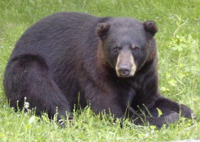 Minnesota Woods and wildlife — MN Department of Natural Resources ...