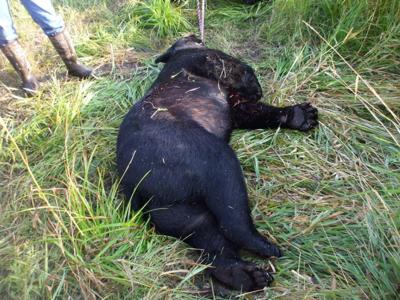 364 LB. BEAR | | moraminn.com