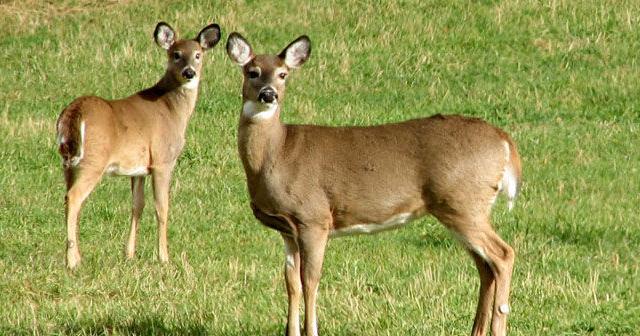 Outdoor Briefs: N.Y. regs changes take aim at antlerless deer | Sports ...