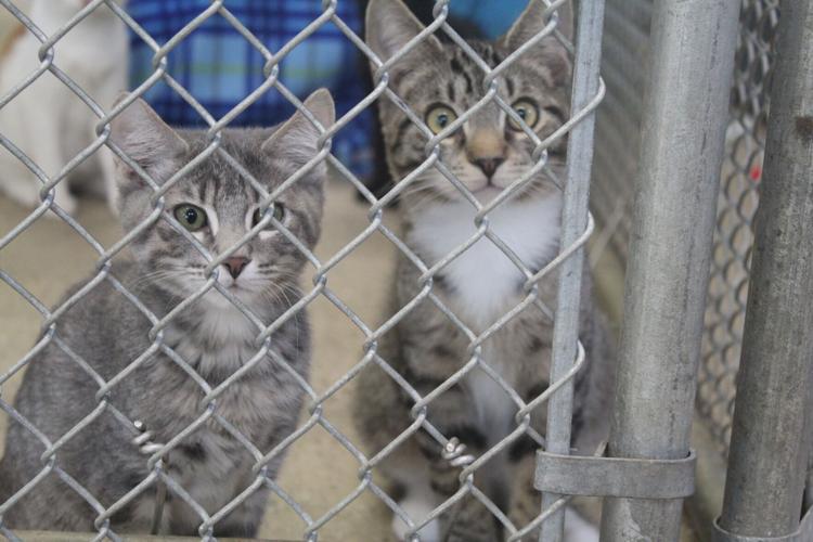 Stray Haven hosts crafts and fundraising fair | News | morning-times.com