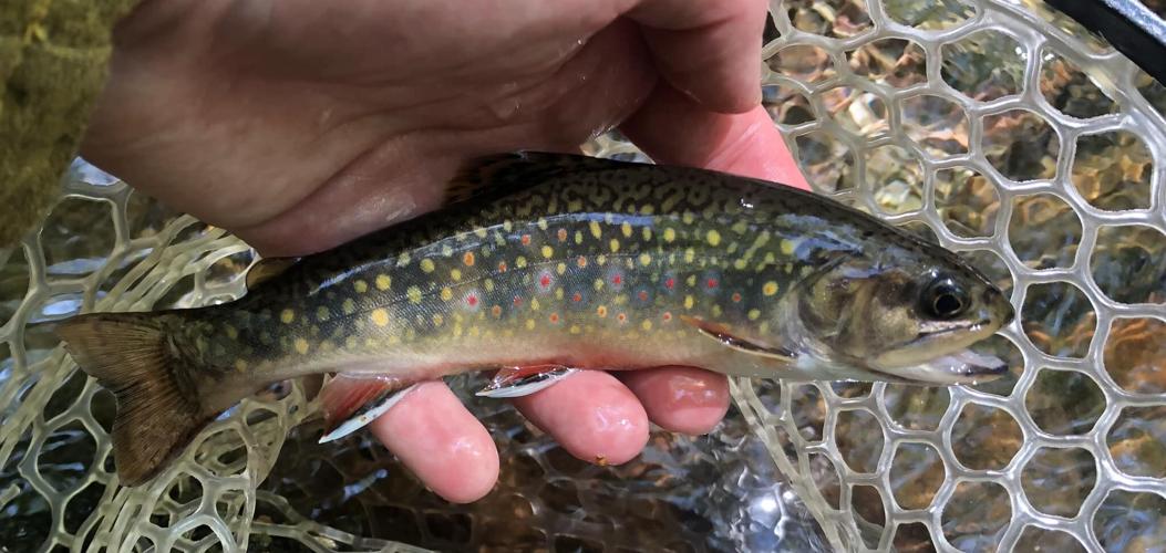 trout bite times