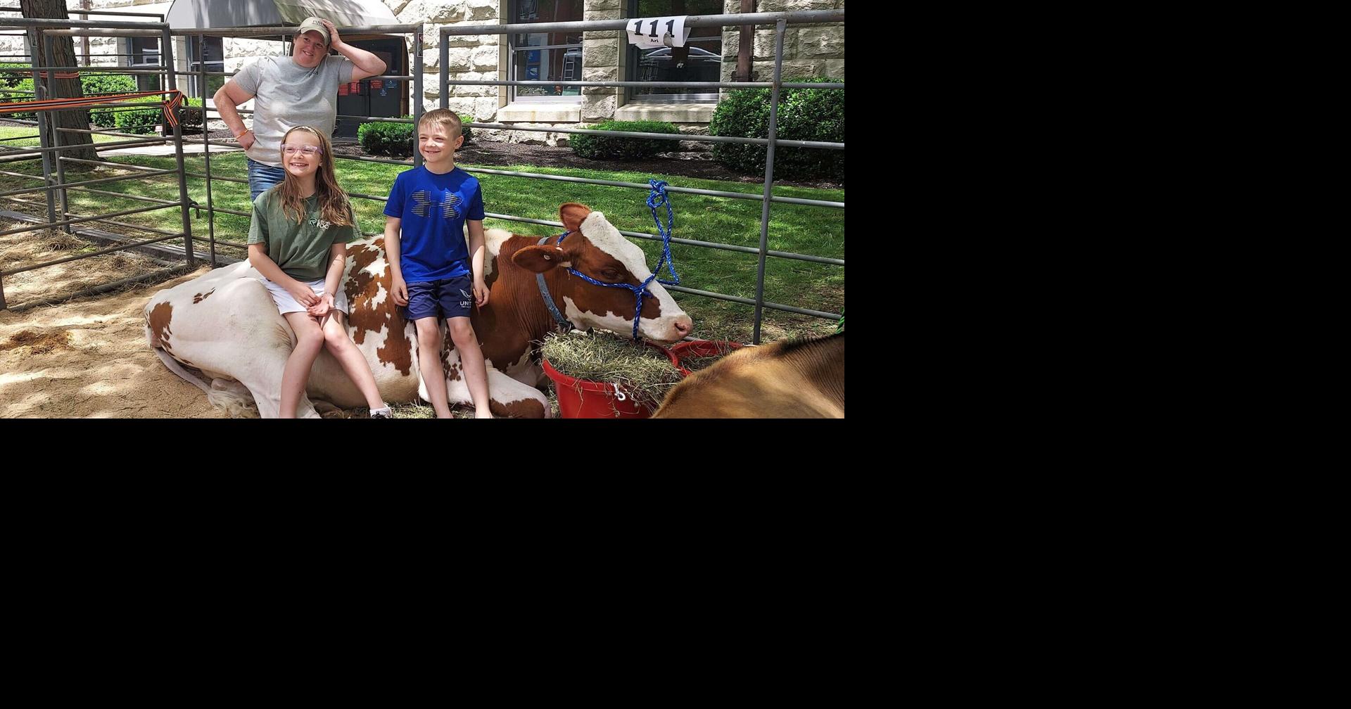 Bradford County Cow Pageant returns after a 100-year break | News ...