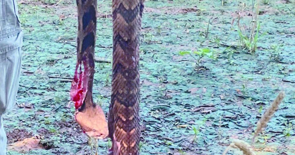 Snakes Among Us!!!! | News | moultonadvertiser.com