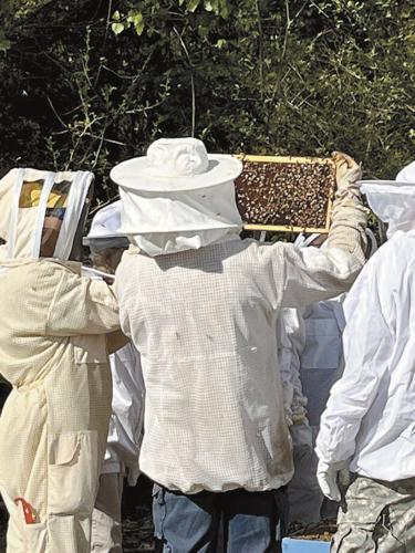 Beginner Beekeeping Workshop kicks off on January 27 | News ...