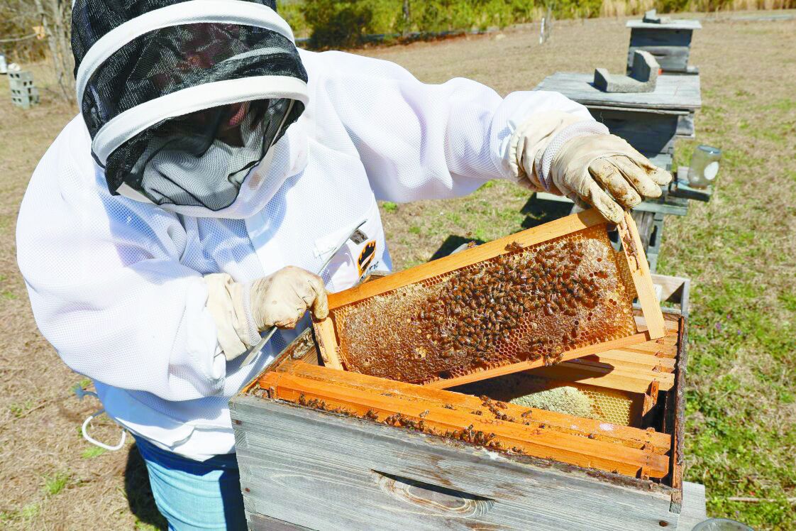 Interested in learning about beekeeping? Two local opportunities in ...