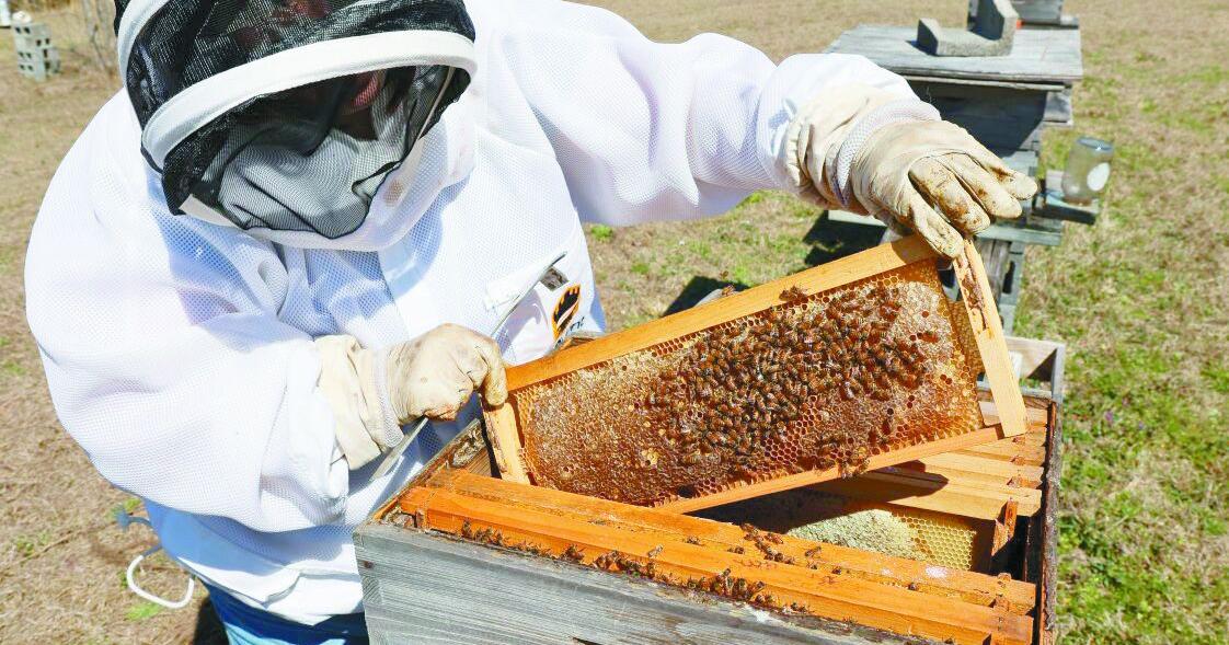 Interested in learning about beekeeping? Two local opportunities in ...