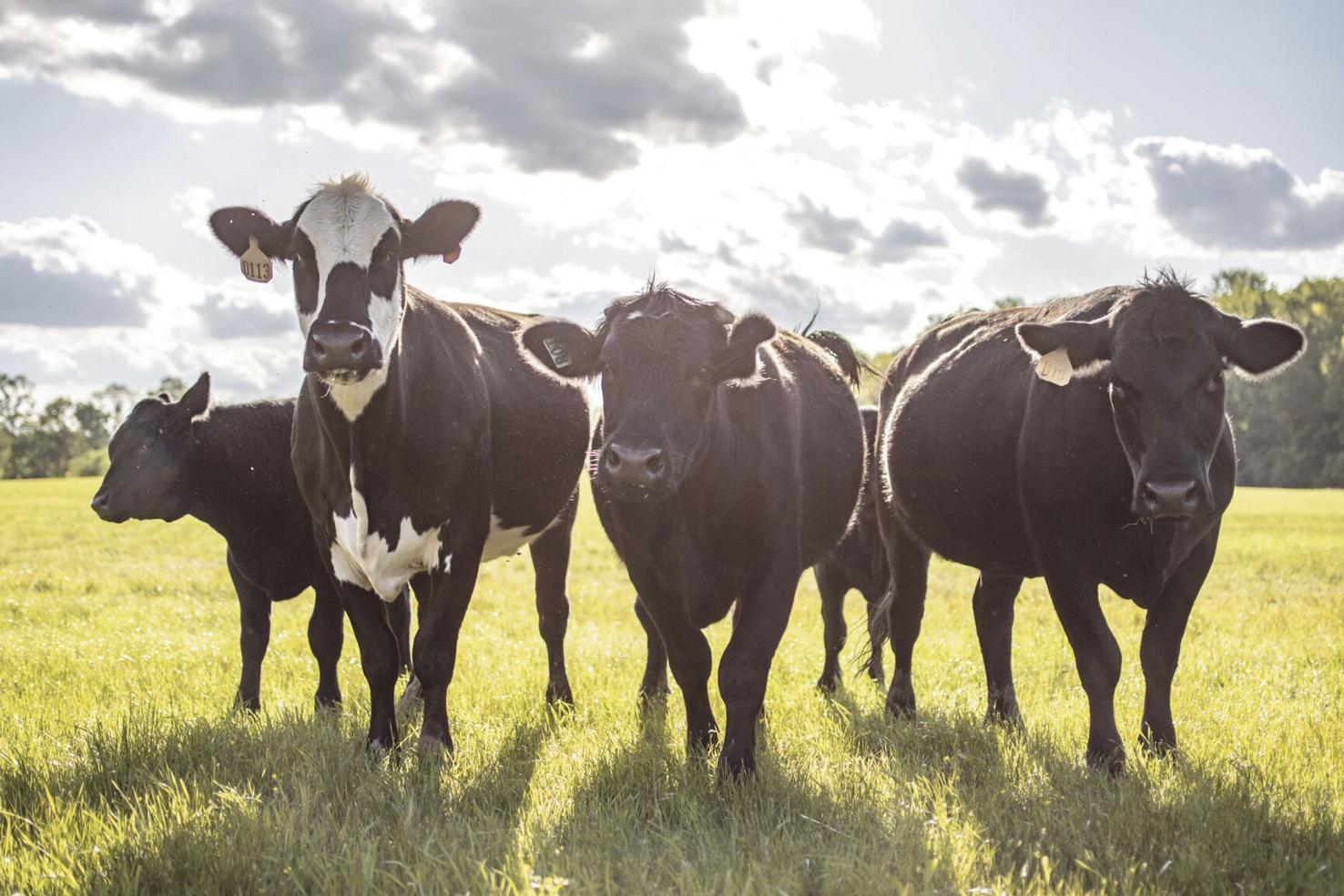 Lawrence County’s Henry First In Statewide Farming Feeds Alabama Photo ...