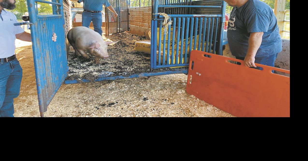 4-H Pig Squeal project sign up ends November 1 | News ...