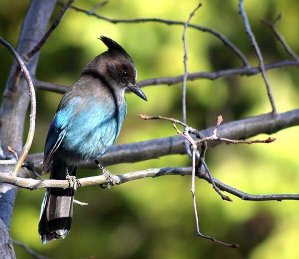 Steller’s Jay: A Bird of California’s Mountains | News | mountain-news.com