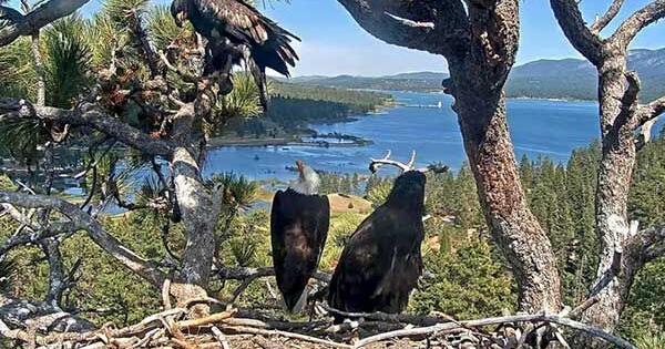 Eaglets prepare for first flight | News | mountain-news.com