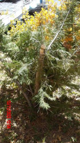 Vandalism: Illegal Tree Cutting Along ALA Trail | News | mountain-news.com