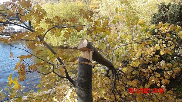 Vandalism: Illegal Tree Cutting Along ALA Trail | News | mountain-news.com