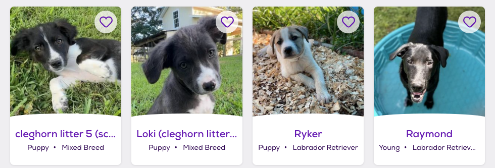 RUFF needs supplies, volunteers to complete new rescue facility | News ...