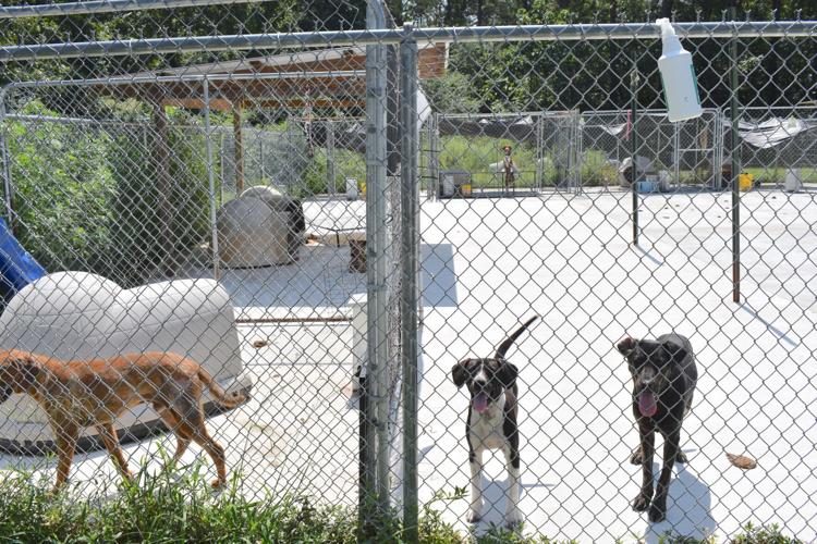 County shelter will start euthanizing healthy animals | News ...