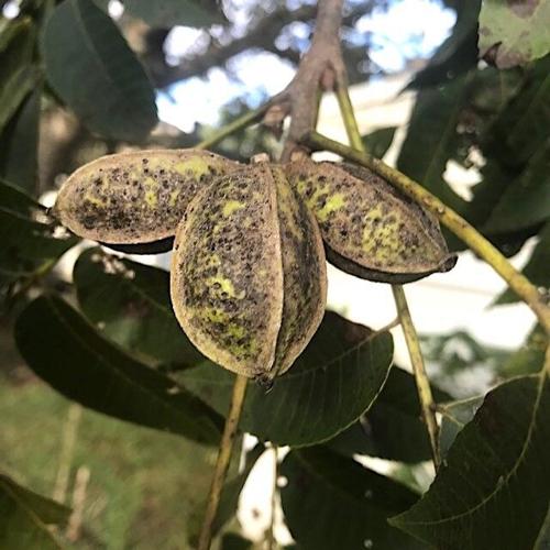 Seven reasons pecan trees don't produce | Lifestyles | mountaineagle.com