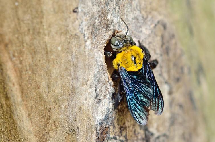 How to prevent carpenter bee destruction | Lifestyles | mountaineagle.com