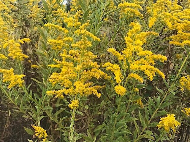 The fall show of goldenrod | Lifestyles | mountaineagle.com