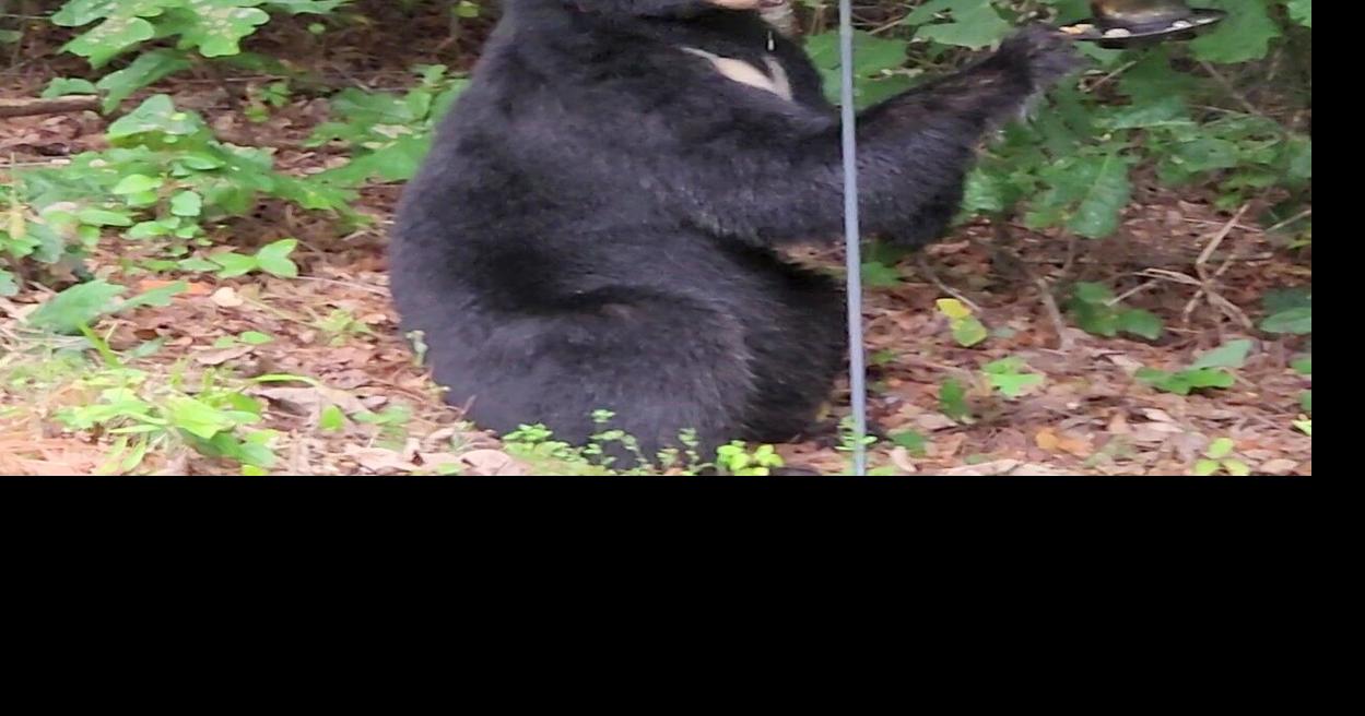 Bear raids local bird feeders | Zoology | mtairynews.com