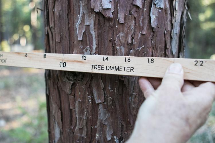 Forestry challenge provides outdoor classroom | Prospecting ...