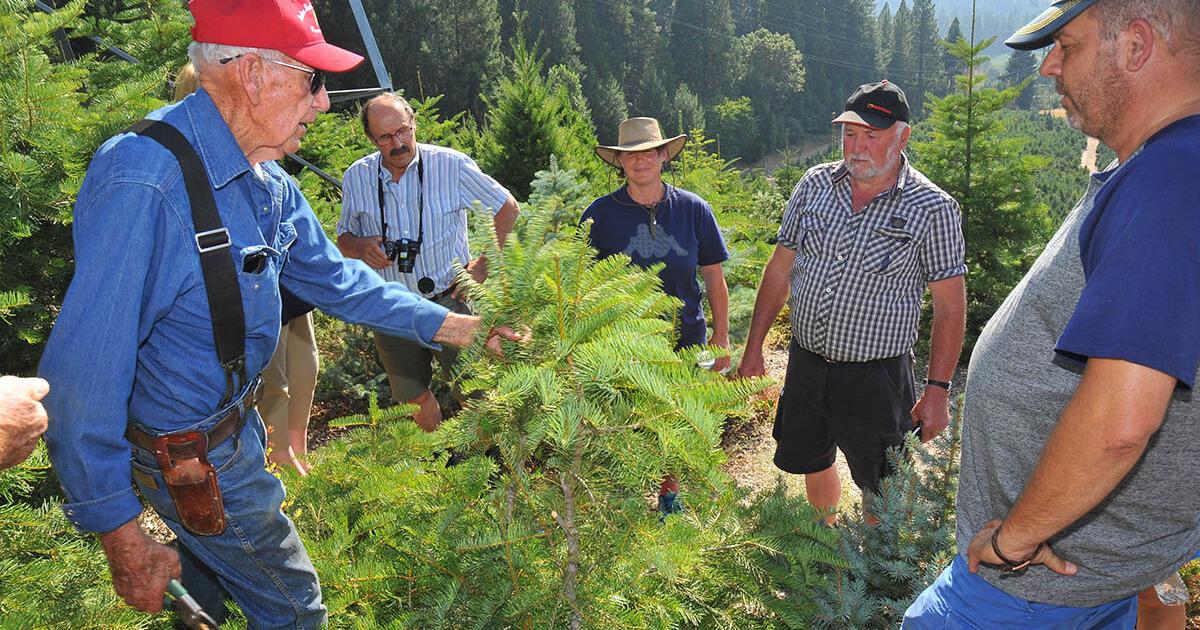 Local tree farm has visitors from afar | News | mtdemocrat.com