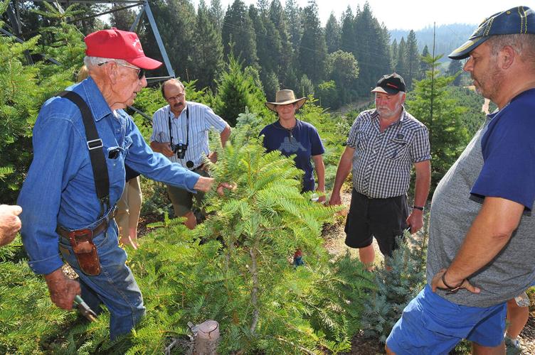 Local tree farm has visitors from afar | News | mtdemocrat.com