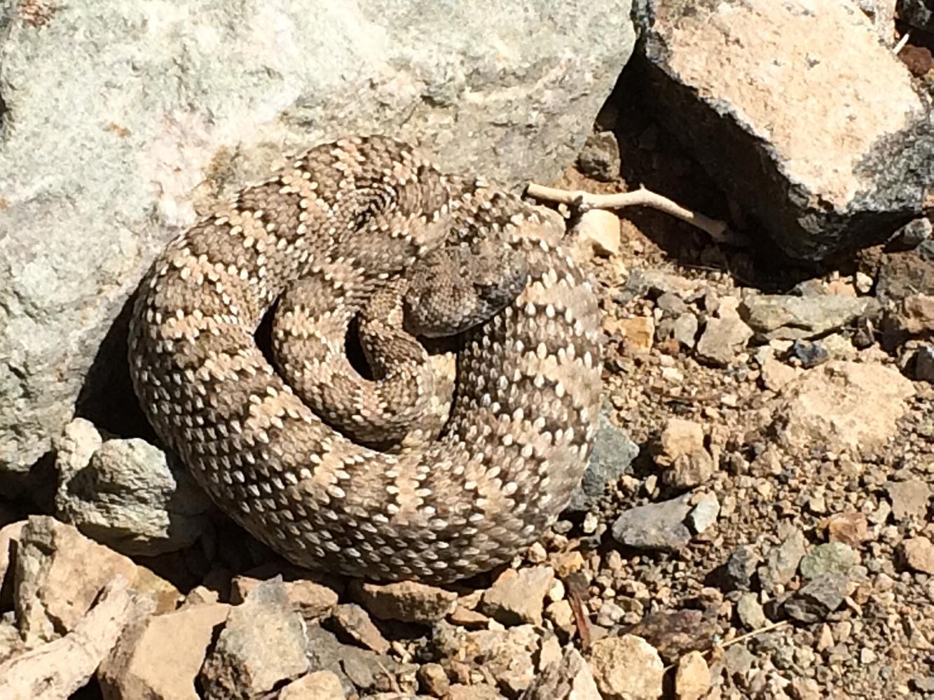 Grow For It! The northern Pacific rattlesnake | Prospecting ...