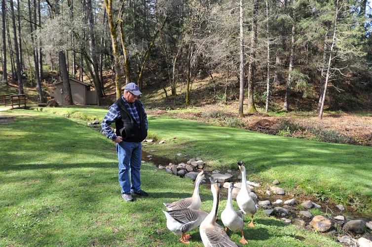 Leaf it to Richard Zito to pretty up a park | News | mtdemocrat.com