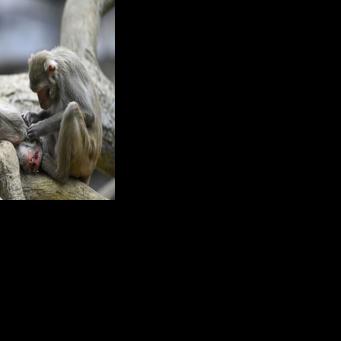 Scientists reveal what drives homosexual behaviour in primates ...