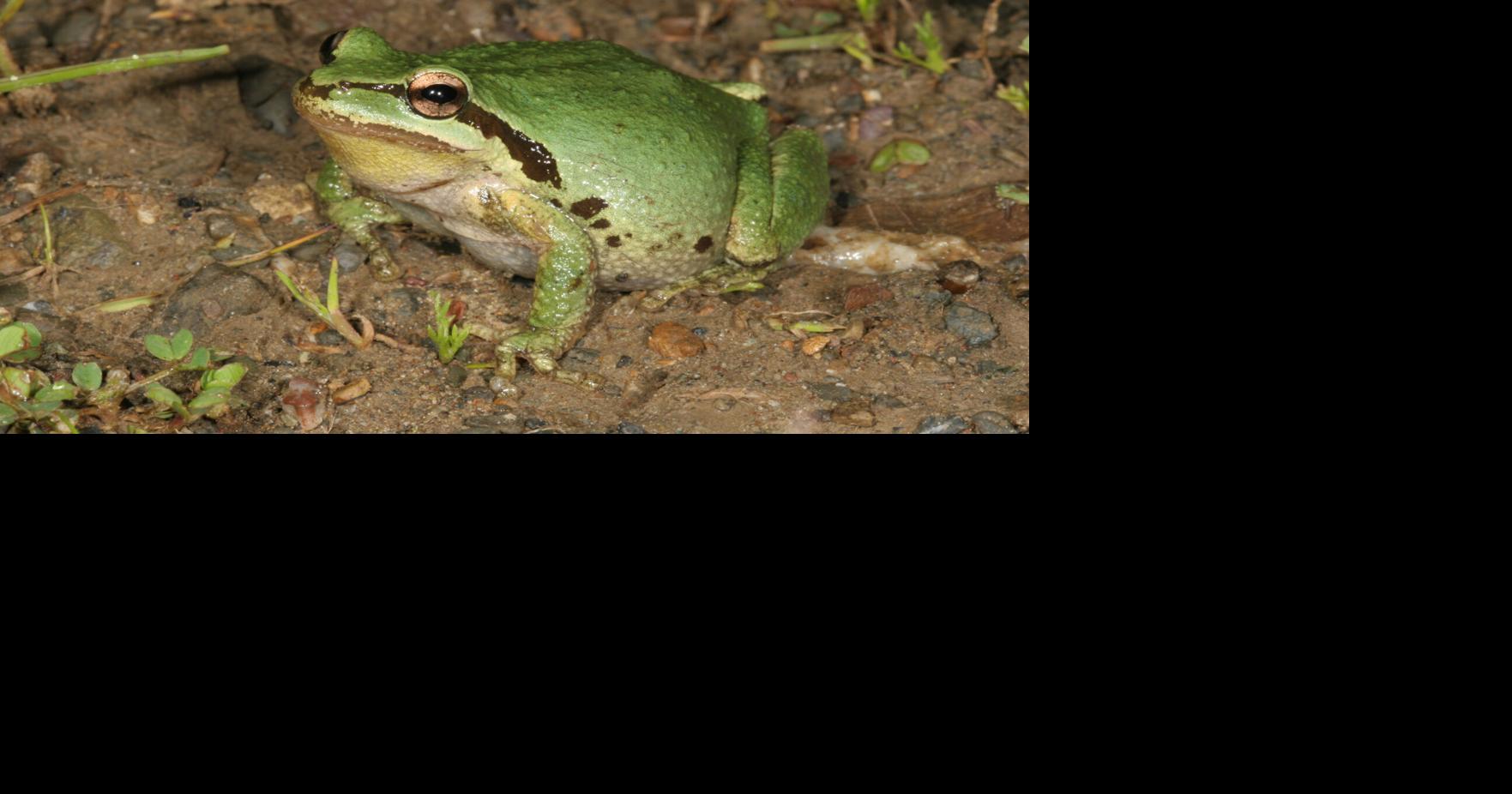 Common frog identified as carrier of amphibian deadly disease | News ...