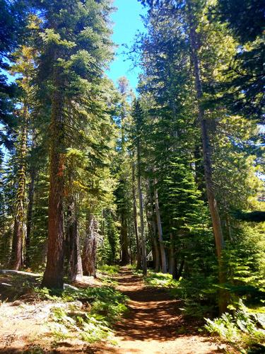 Day Hiker: Summit Lake trail – a summer escape with alpine views ...