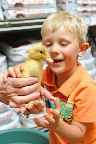 Baby duck | Photo Galleries | mtdemocrat.com