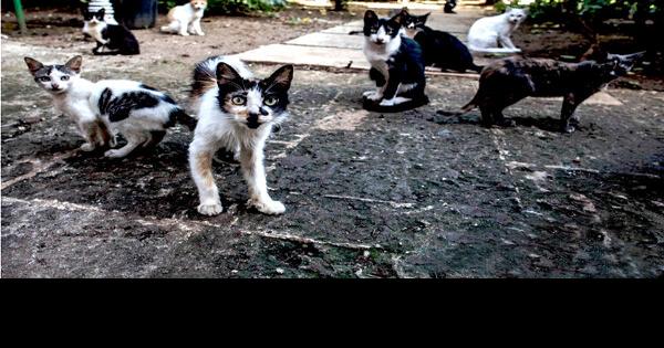 Cats in Cuba | Photo Galleries | mtdemocrat.com