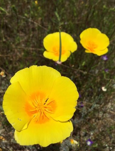 Traverse Creek Special Interest Area — gem of a hike | Prospecting ...