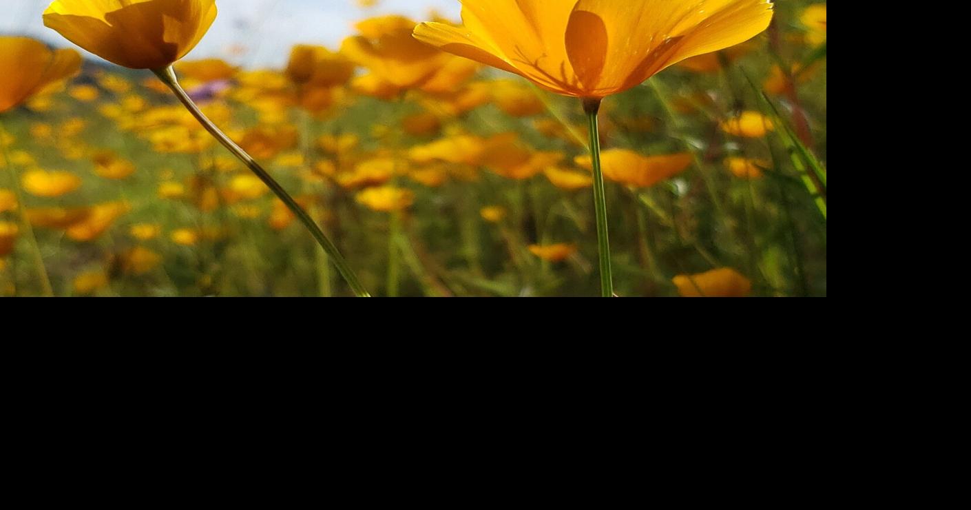 Day Hiker: Brushy Mountain Fuel Break Trail | Prospecting | mtdemocrat.com