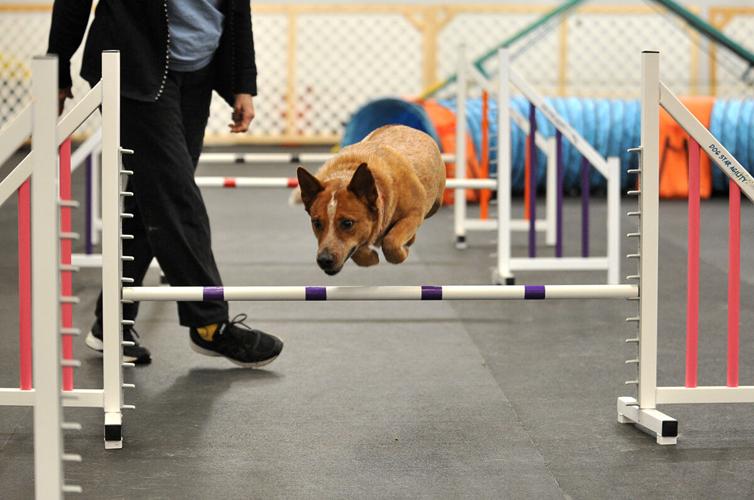 New place, new tricks — dogs delight at Competition Canine’s Training ...