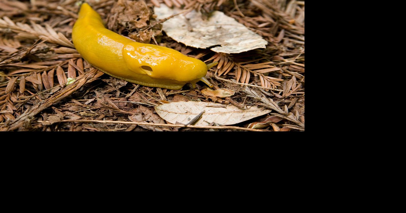 Unconventional state symbols ring in the New Year | News | mtdemocrat.com