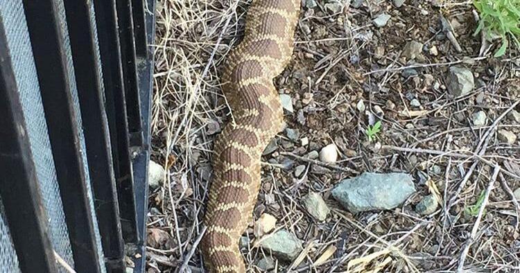 Officials warn of increased snake encounters | News | mtdemocrat.com