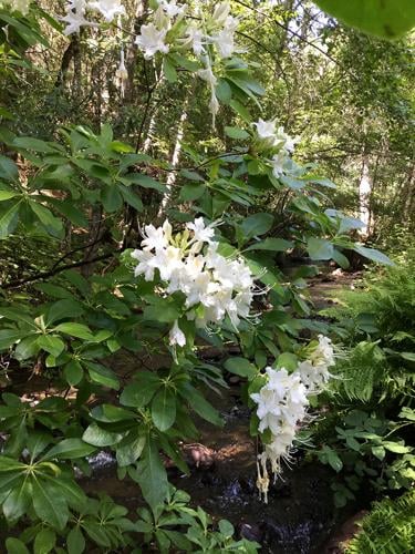 Traverse Creek Special Interest Area — gem of a hike | Prospecting ...