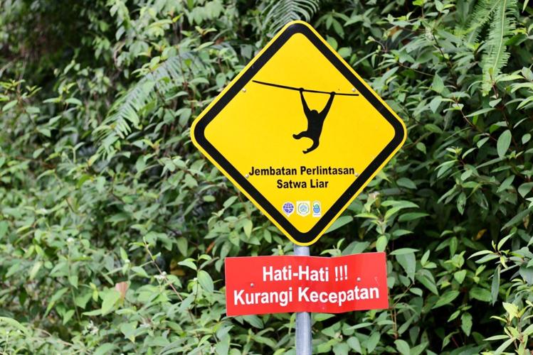 Orangutan uses canopy bridge to cross road in ‘world-first ...