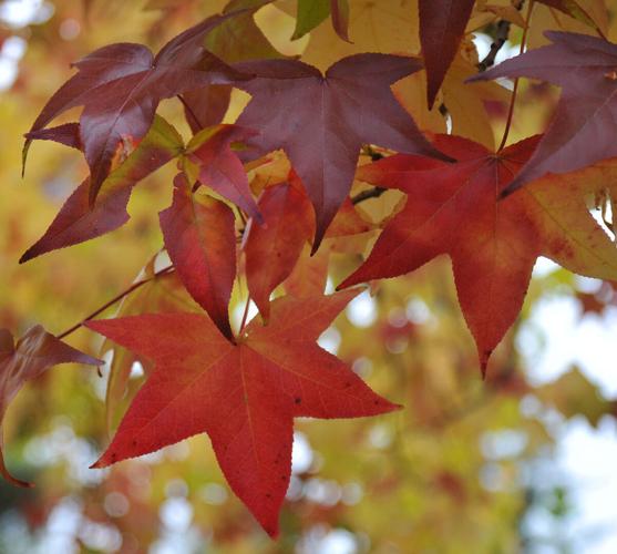 Fall color in Placerville | Photo Galleries | mtdemocrat.com