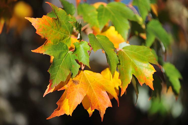 Fall Color in Placerville | Photo Galleries | mtdemocrat.com