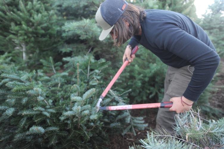 Christmas tree cutting tradition a memory maker | El Dorado County ...