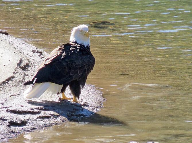 Bald is beautiful | News | mtdemocrat.com