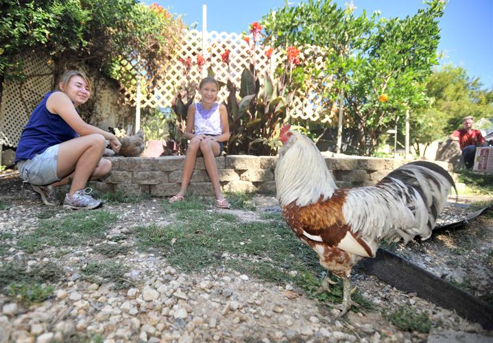 In Placerville: Chicken issue comes back to roost | News | mtdemocrat.com
